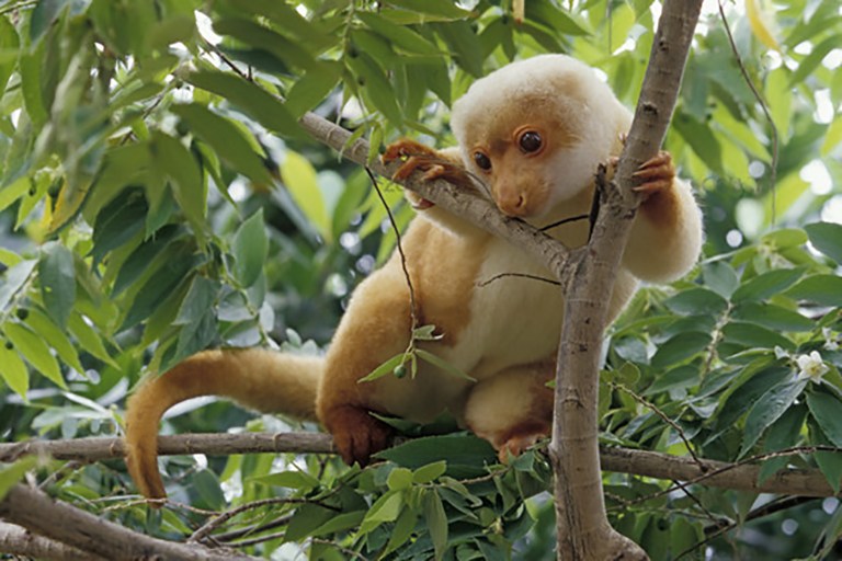 Common Spotted Cuscus – Enterline Girls